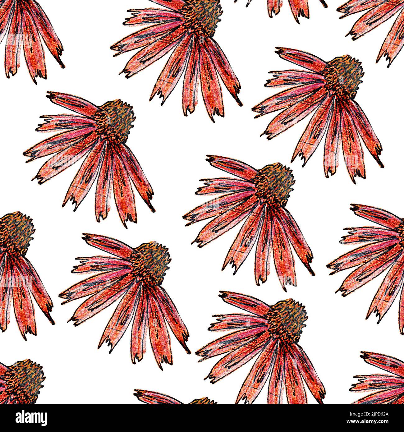 Pink Flower Echinacea hand draw botanical illustration, seamles pattern ...