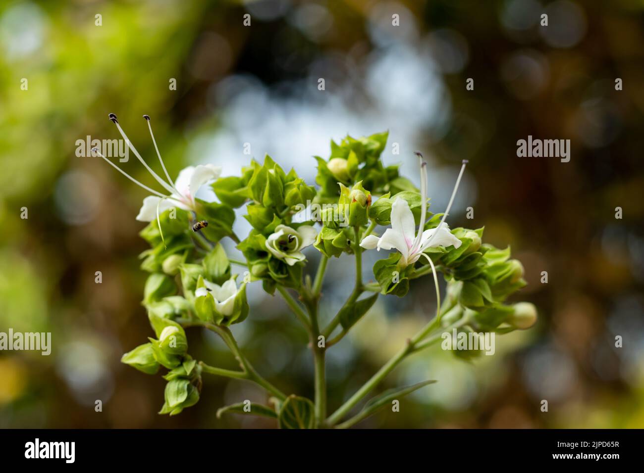Protandrous flower hi-res stock photography and images - Alamy