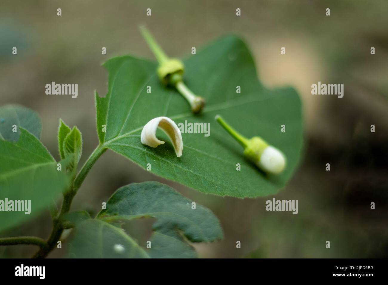 Grapefruit blossom Buds are collected from the grapefruit trees, before ...