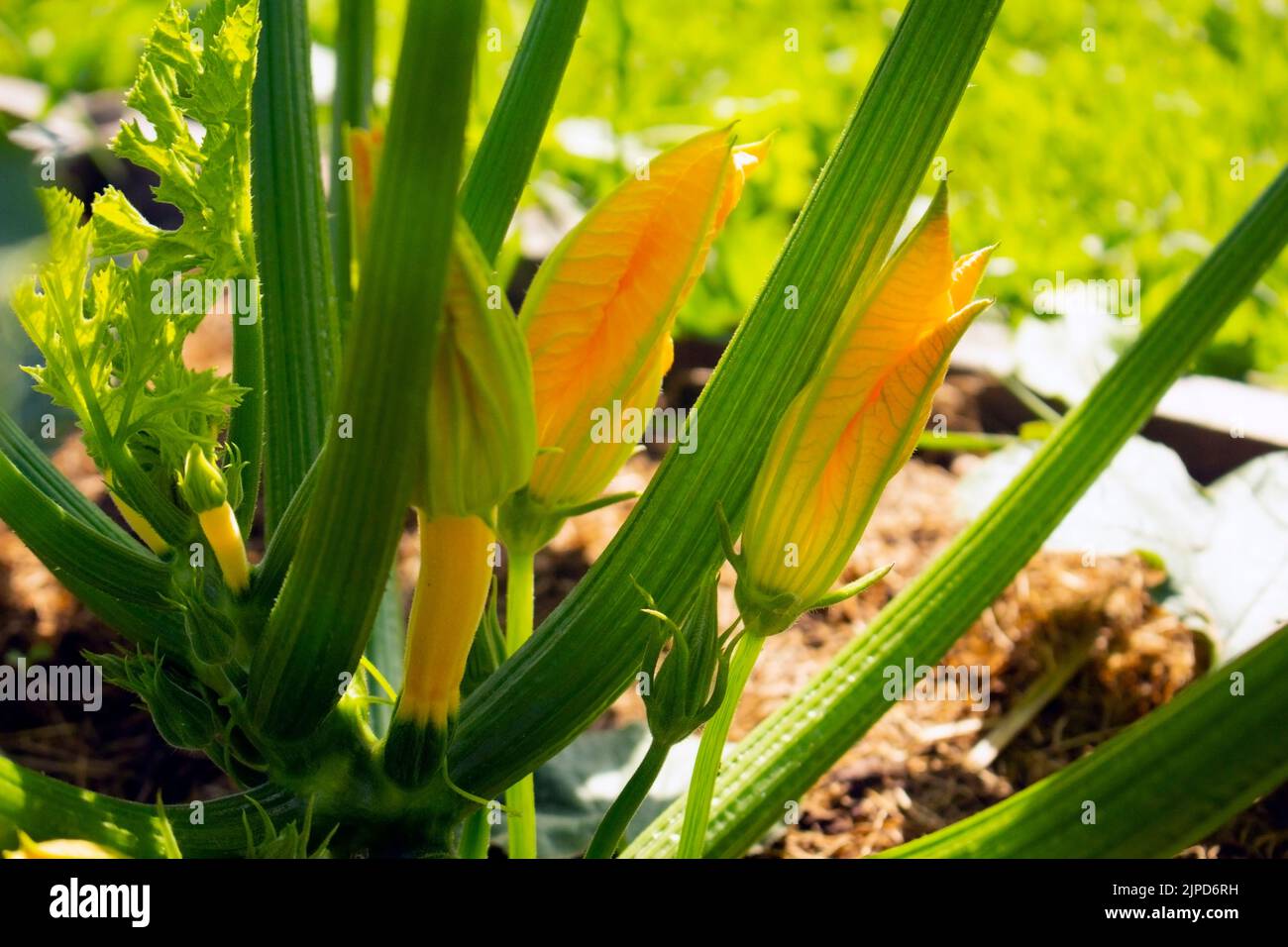 Yellow blooming flowers and leaves of zucchini at farm Stock Photo - Alamy