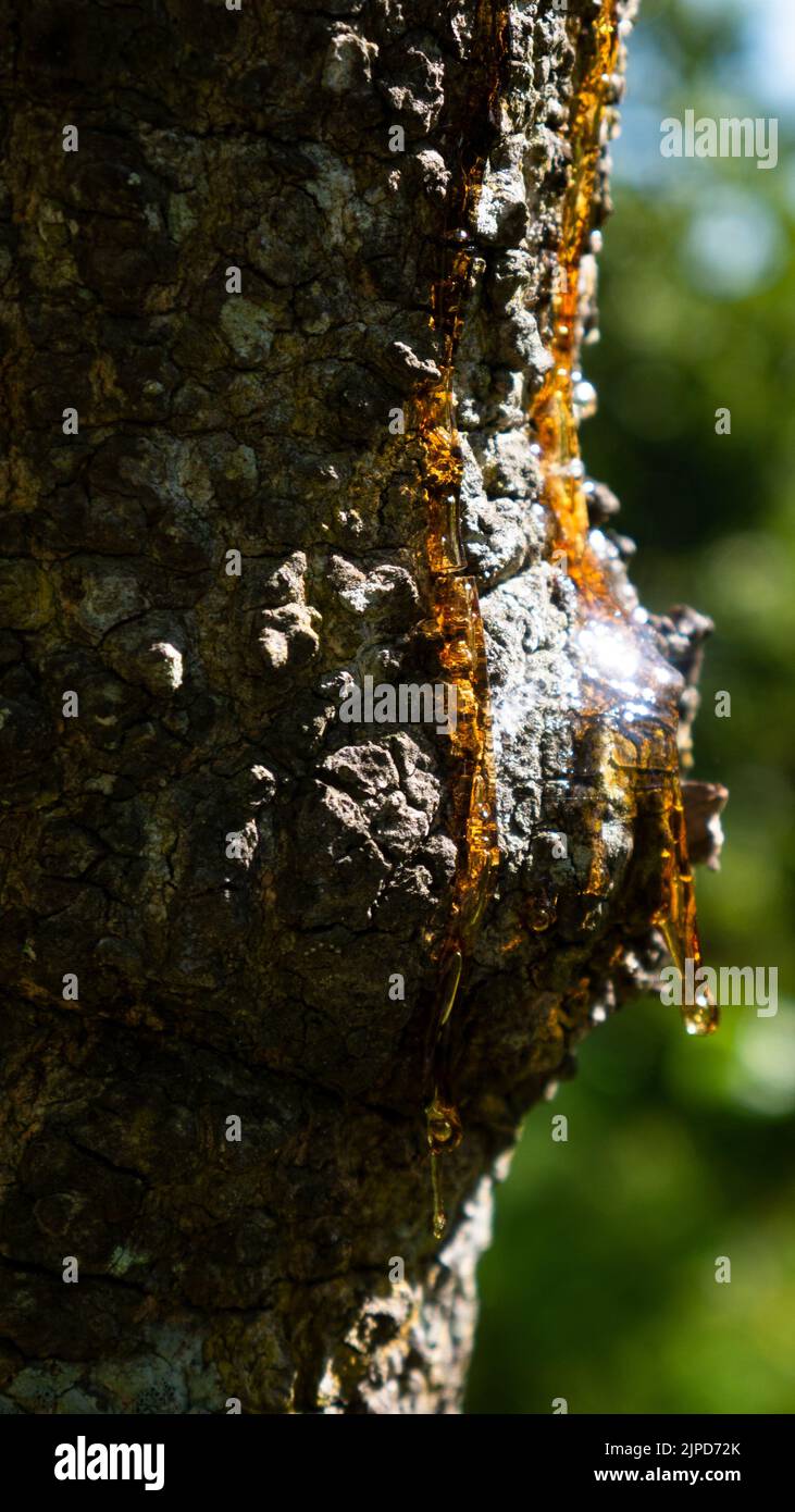 resin gum from the cut of a tree Stock Photo - Alamy