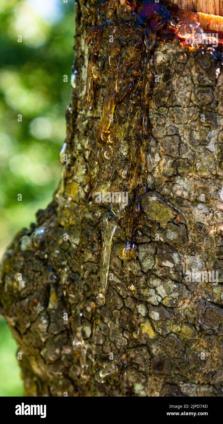 resin gum from the cut of a tree Stock Photo - Alamy