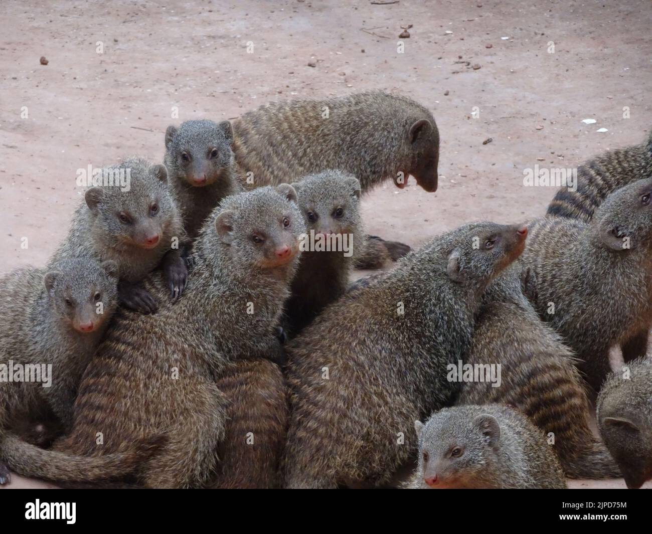 A group of mongooses in a park Stock Photo - Alamy