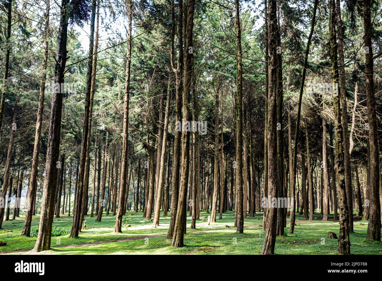 Kinale Forest is located 60kms from Nairobi along the Nairobi- Naivasha ...