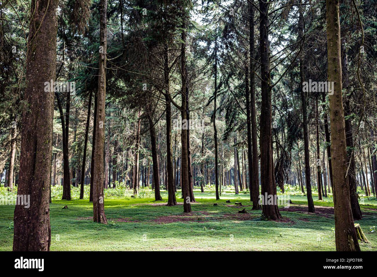 Kinale Forest is located 60kms from Nairobi along the Nairobi- Naivasha ...