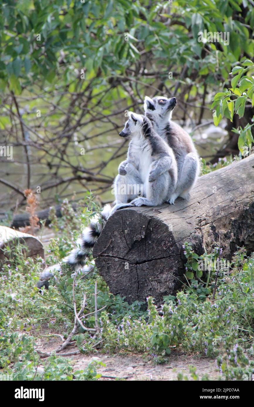 ring-tailed lemurs (maki catta) in a zoo in vienna (austria Stock Photo ...