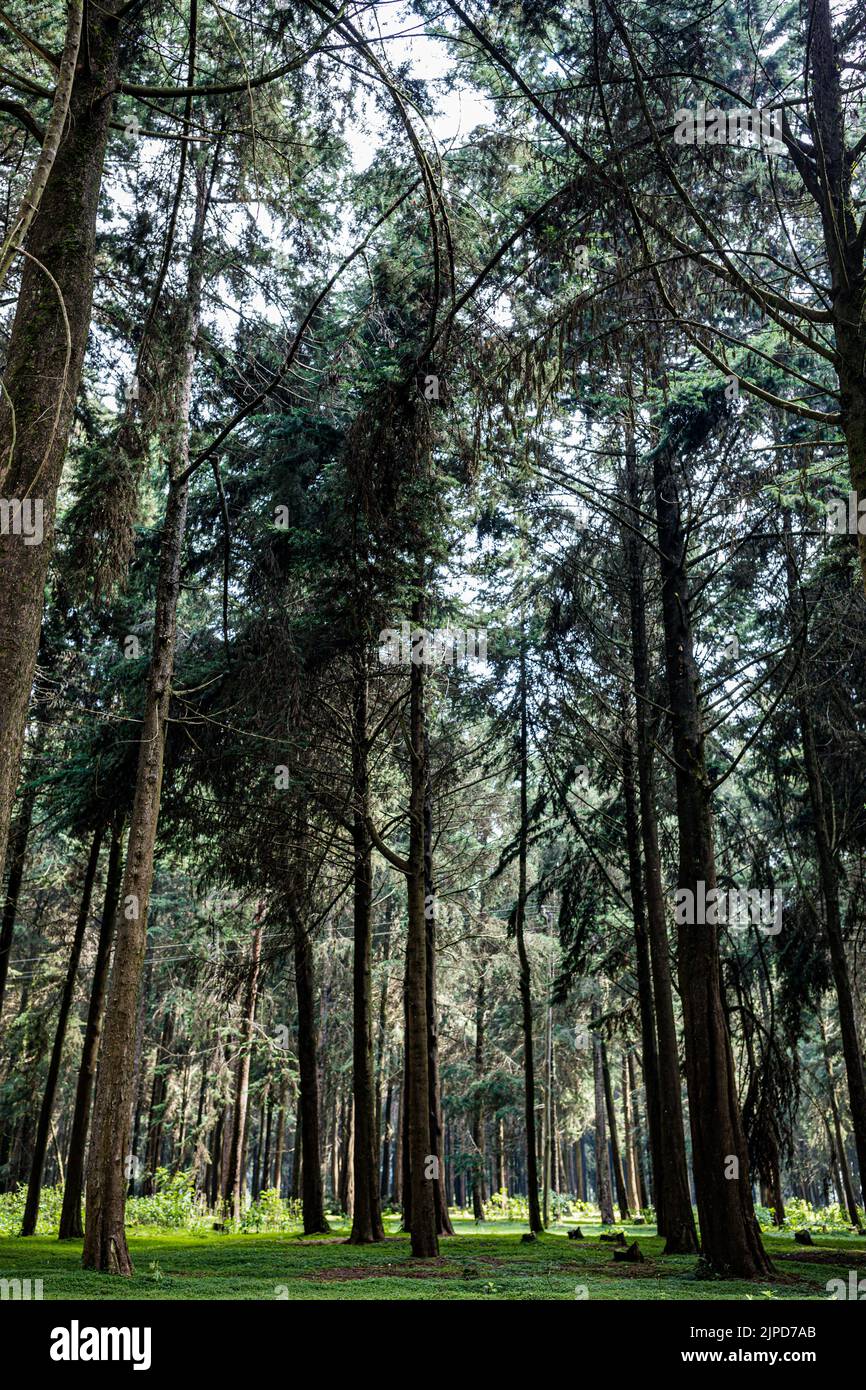 Kinale Forest is located 60kms from Nairobi along the Nairobi- Naivasha ...