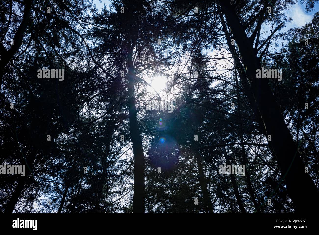 Kinale Forest is located 60kms from Nairobi along the Nairobi- Naivasha ...