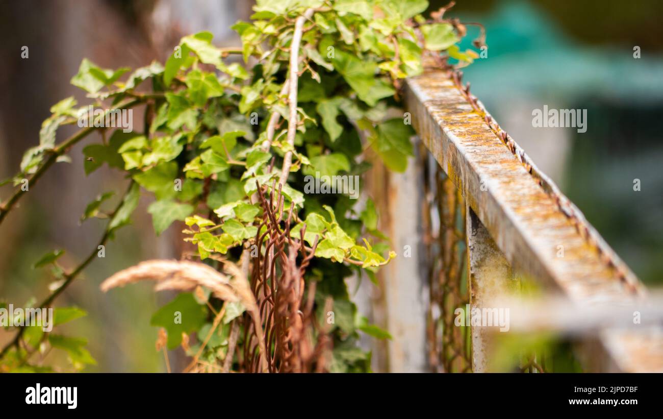A common ivy branch wrapped around bridge edge Stock Photo - Alamy