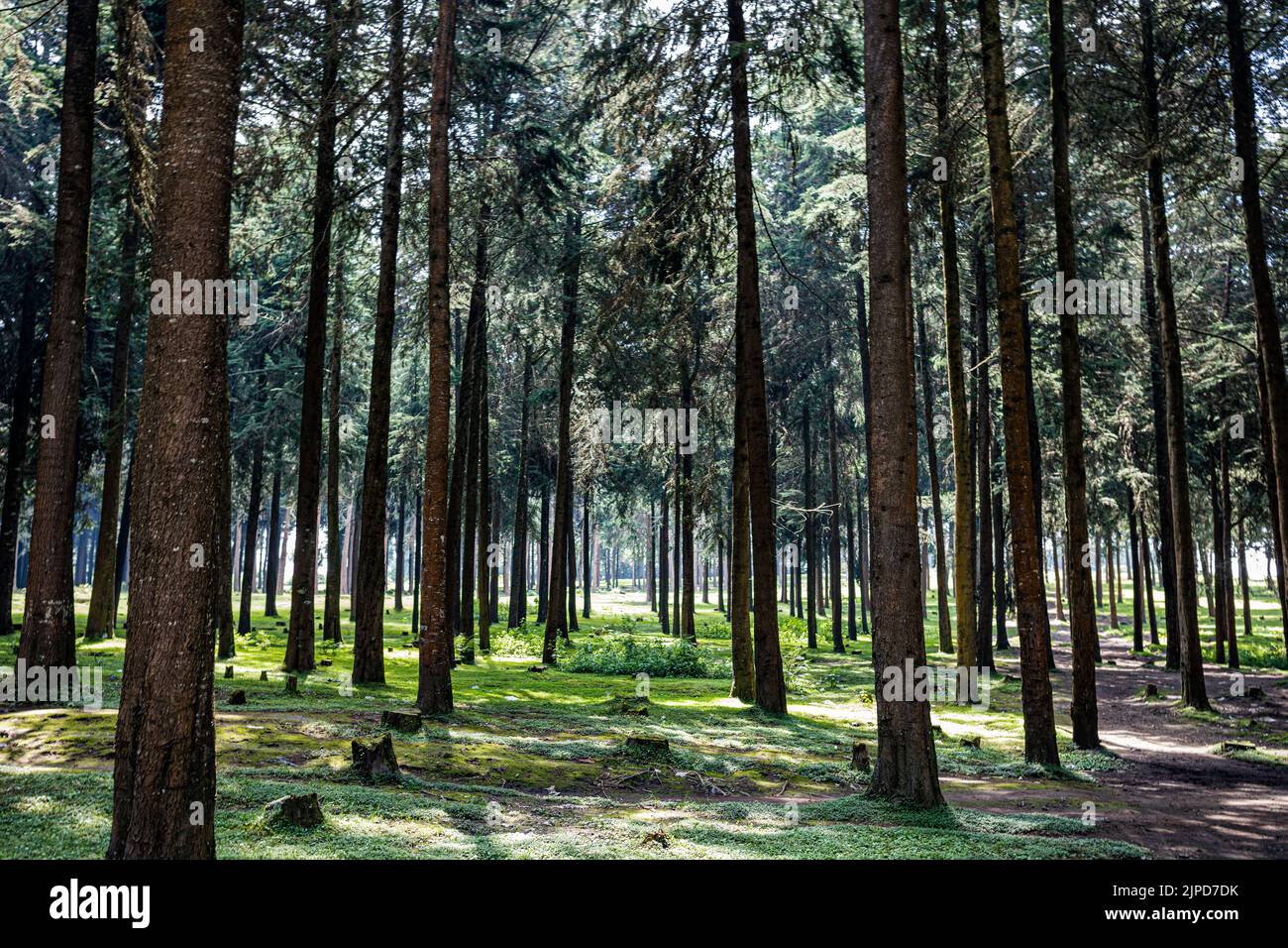 Kinale Forest is located 60kms from Nairobi along the Nairobi- Naivasha ...