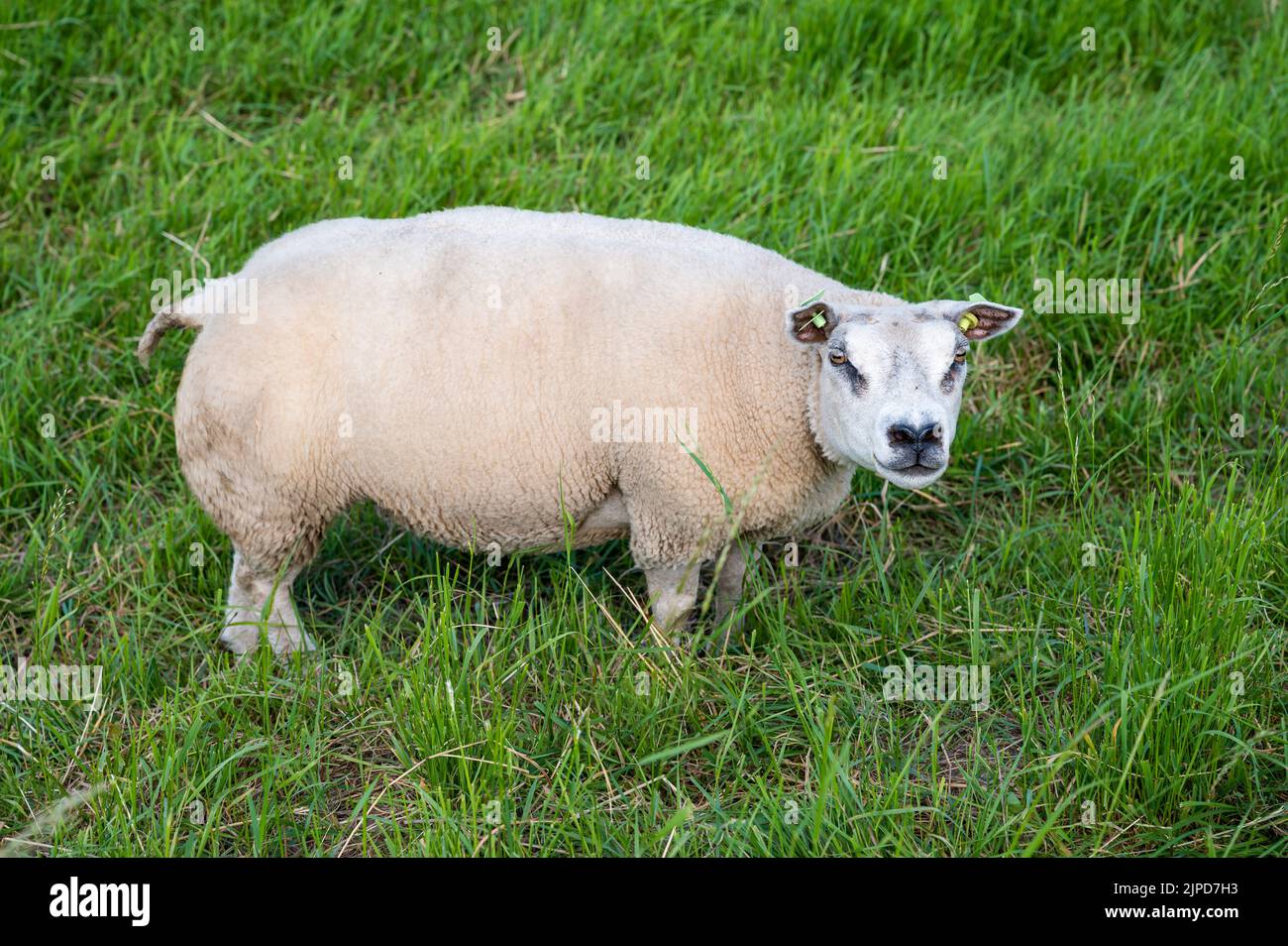 Sheep in the green meadows at the Dutch countryside, Hattem, The ...