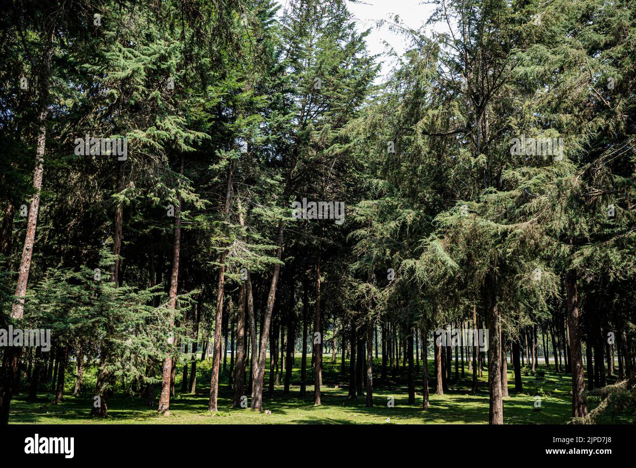 Kinale Forest is located 60kms from Nairobi along the Nairobi- Naivasha ...