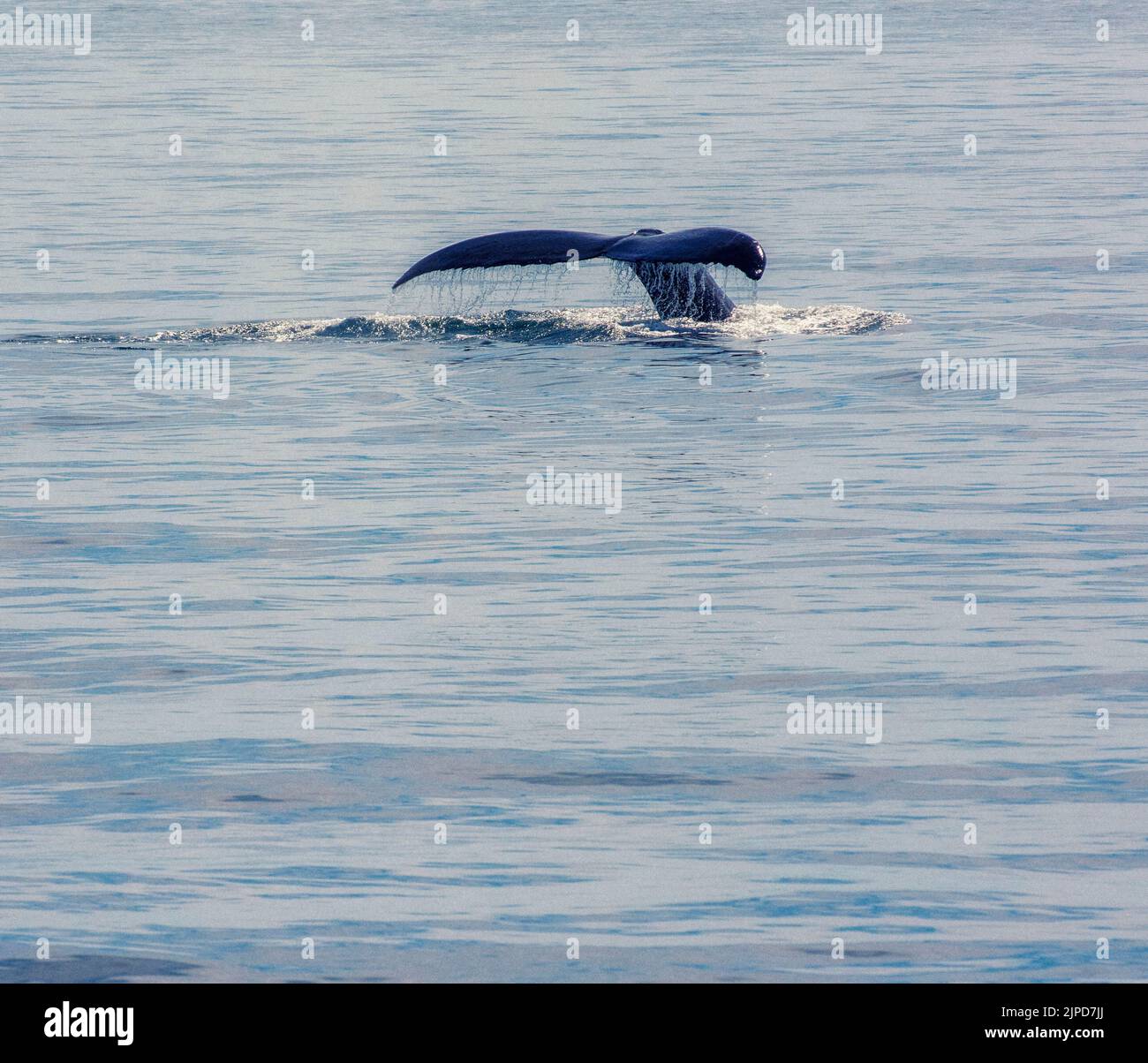 Whale power is impressive Stock Photo - Alamy