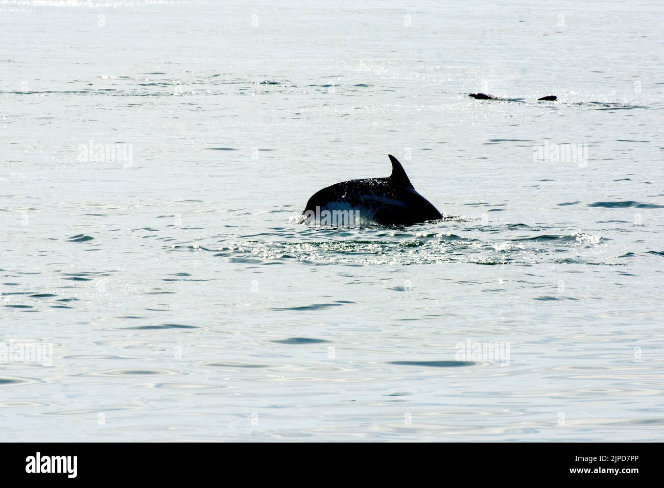 The arc of the dolphin Stock Photo - Alamy