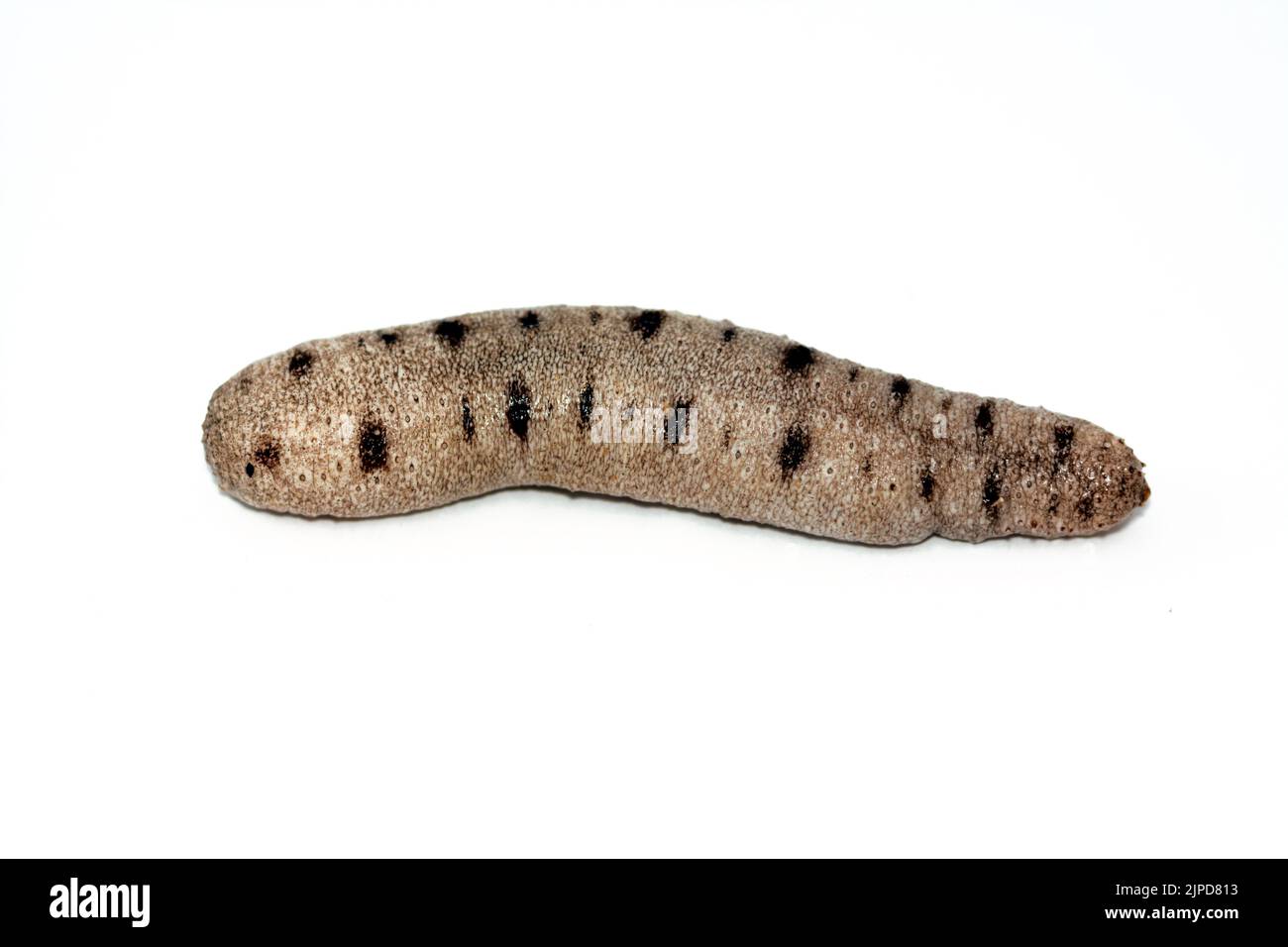 Sea cucumber isolated on white background, echinoderms from the class ...