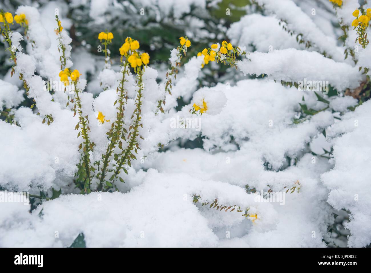 Snow covered flowers Stock Photo - Alamy