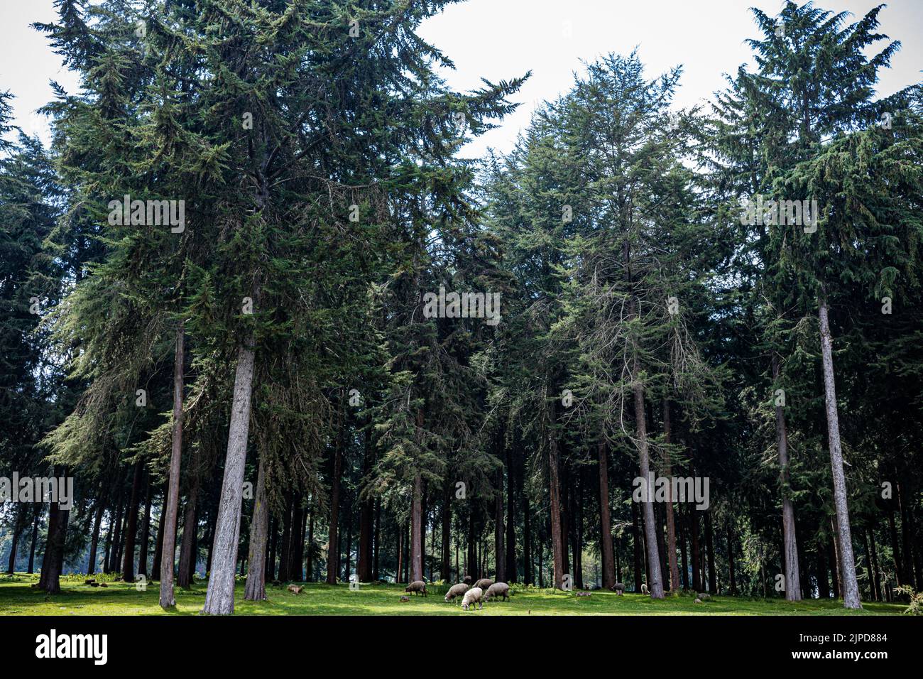 Kinale Forest is located 60kms from Nairobi along the Nairobi- Naivasha ...