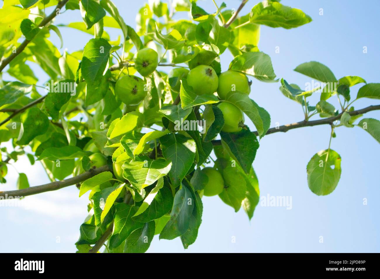 Bunch of green ripe apple fruits on an apple tree growing at country ...