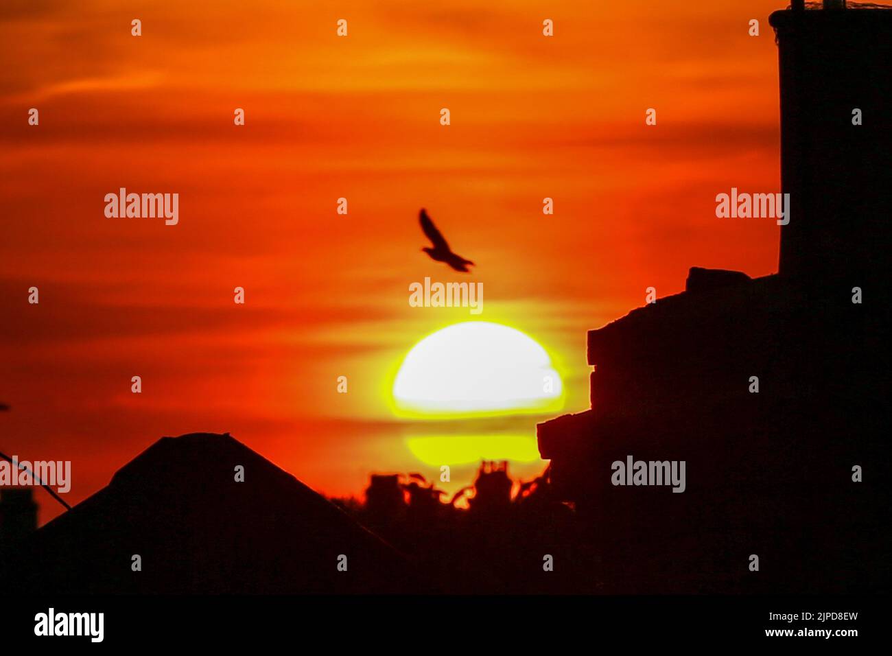 London, UK. 13th Aug, 2022. A Silhouette of a bird flying in front of a ...