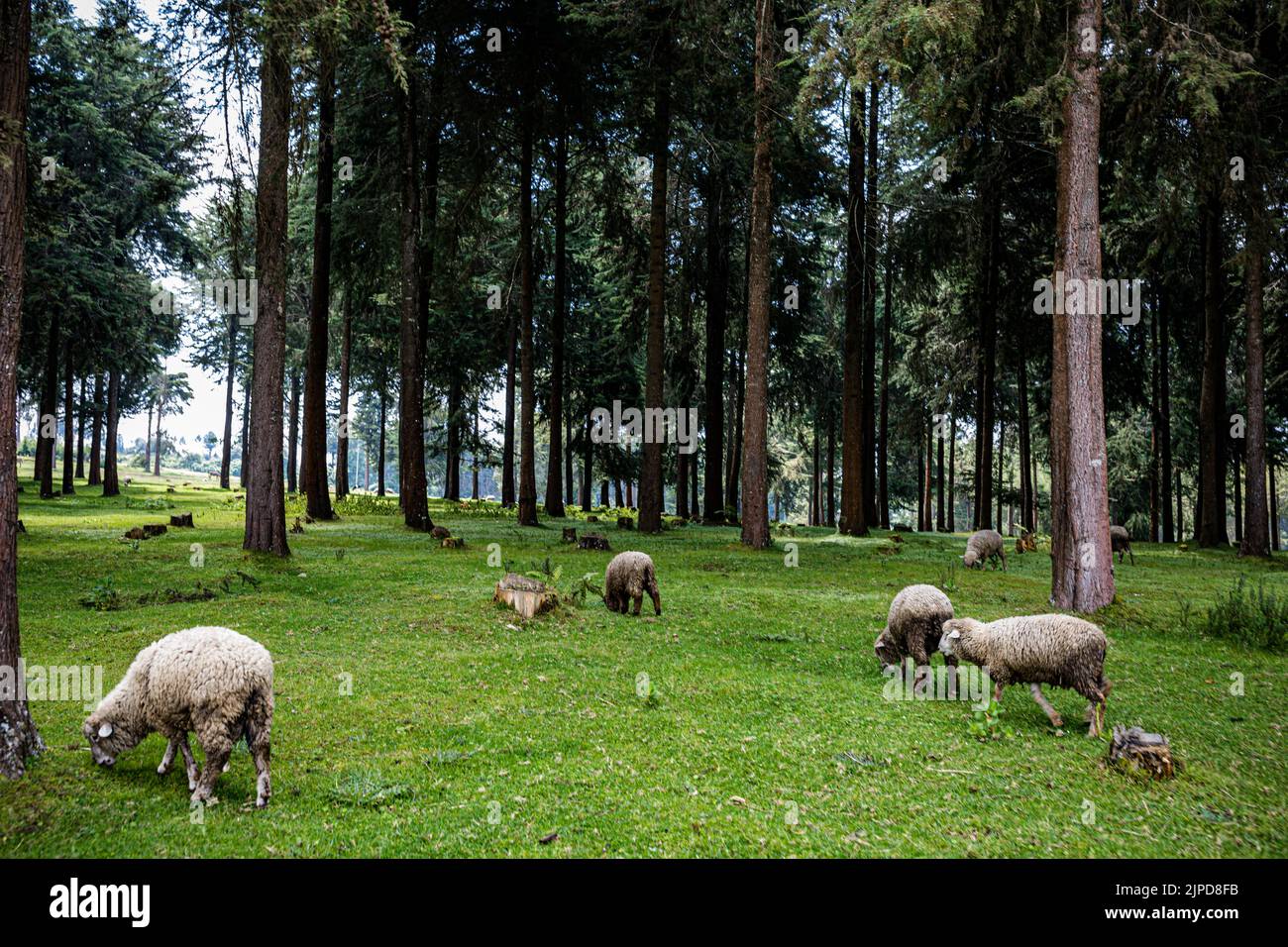 Kinale Forest is located 60kms from Nairobi along the Nairobi- Naivasha ...