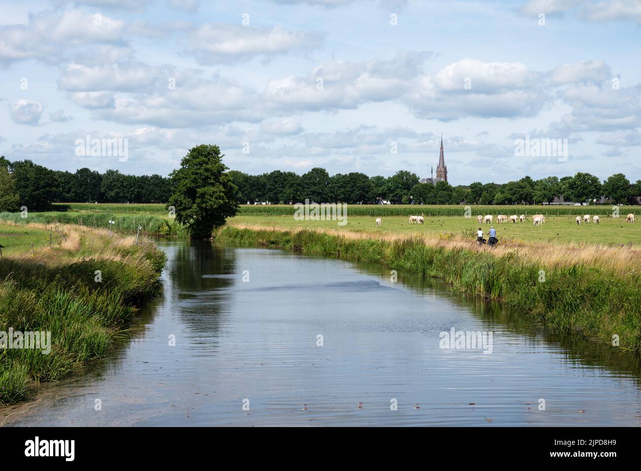 Green nature reserve with water plants at the River Mark, Breda, The ...