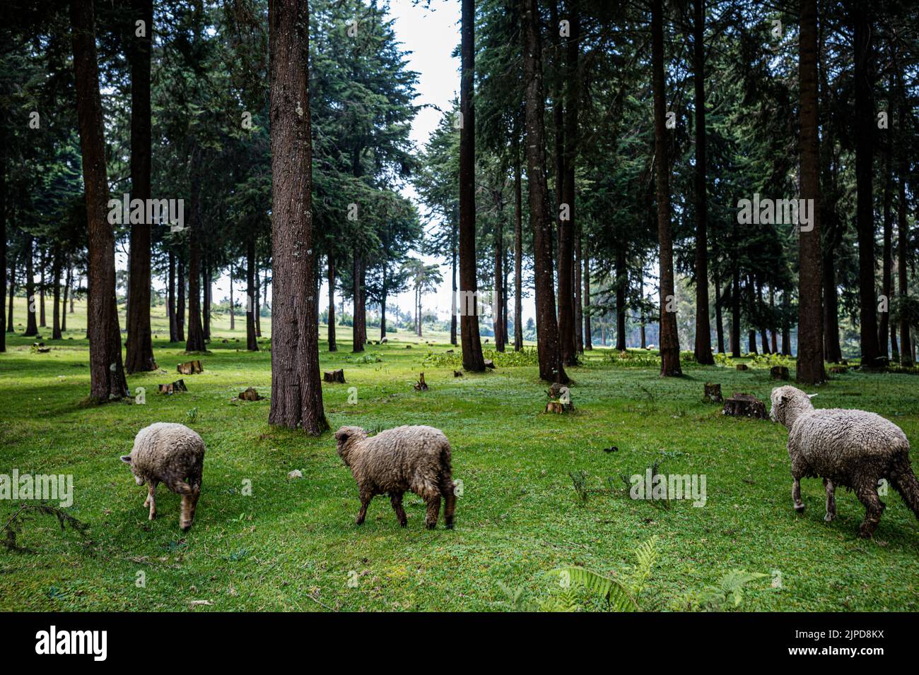 Kinale Forest is located 60kms from Nairobi along the Nairobi- Naivasha ...