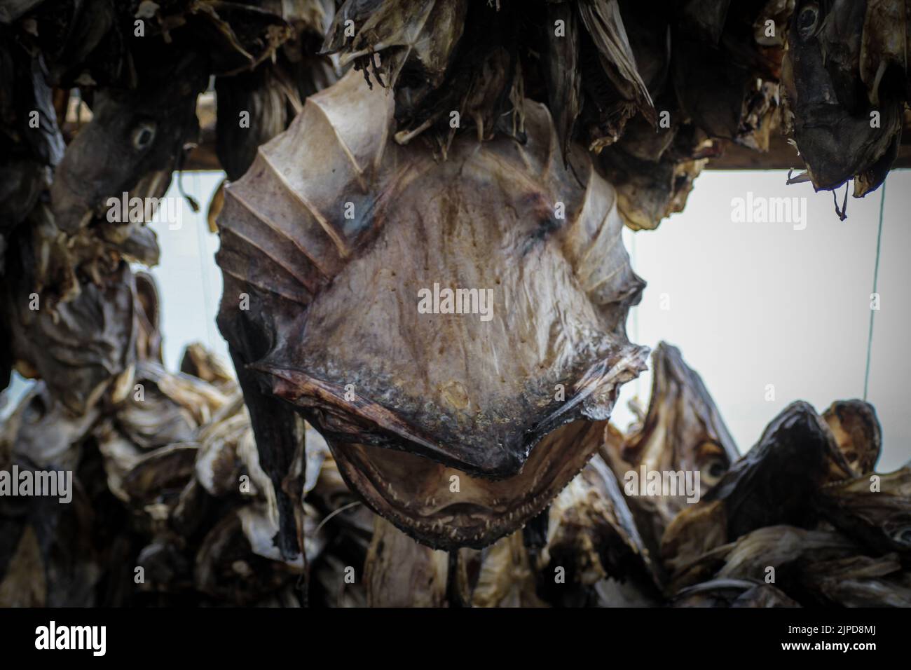 Fishheads hanging to dry on hjeller Stock Photo - Alamy