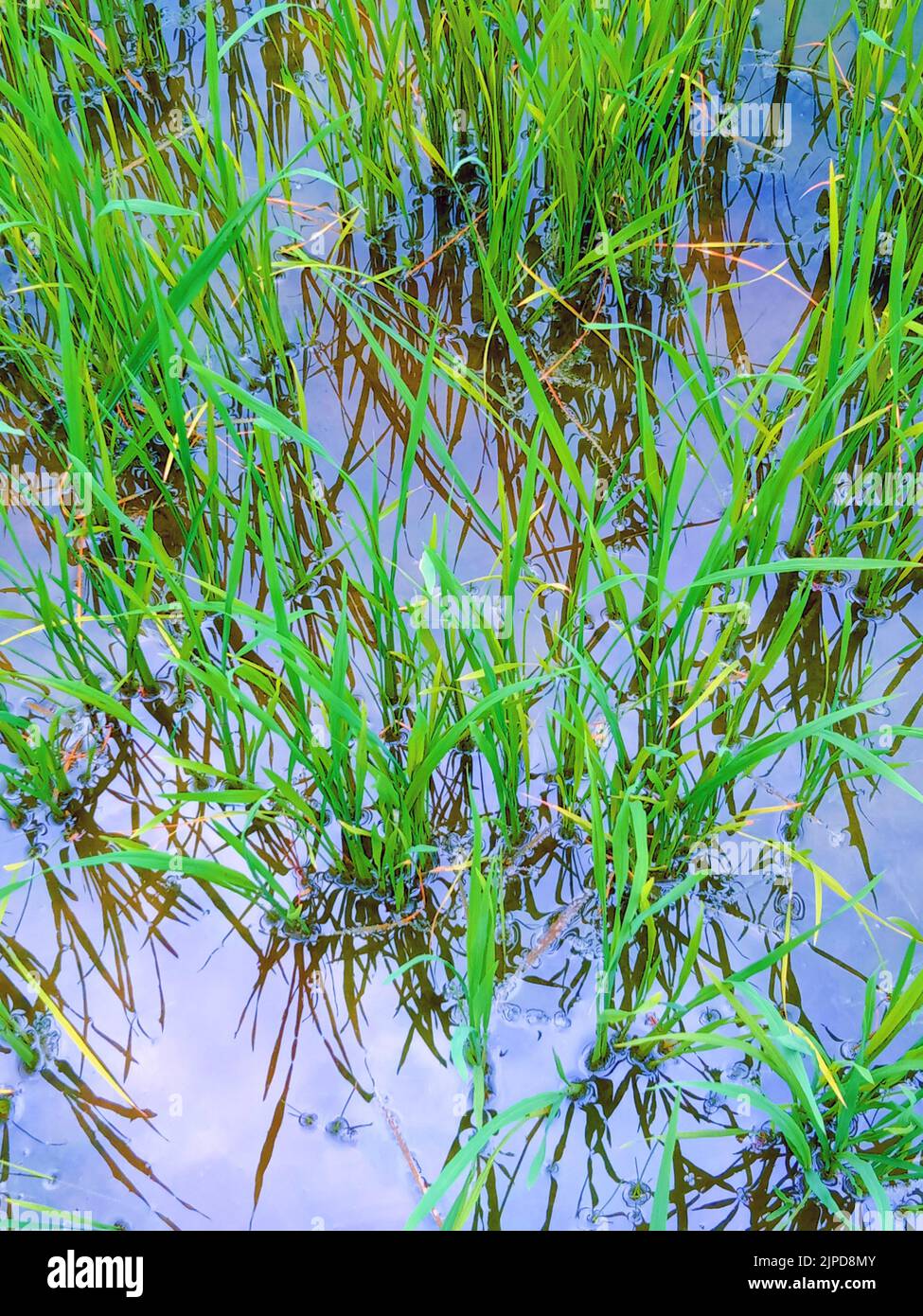 A huge field is a combination of paddy trees and paddy Stock Photo - Alamy