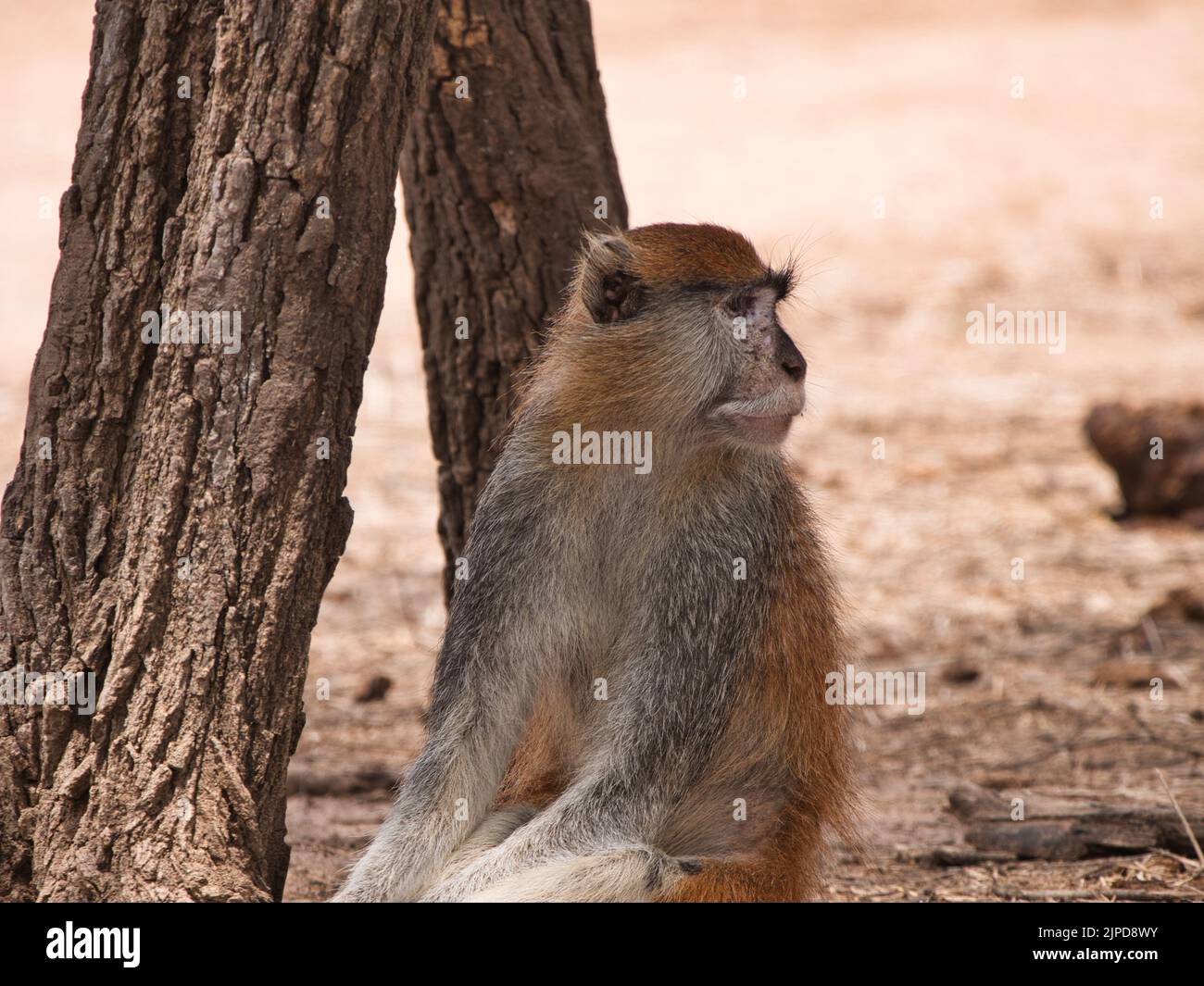 A commomn patas mokey sitting on the ground near a tree Stock Photo - Alamy