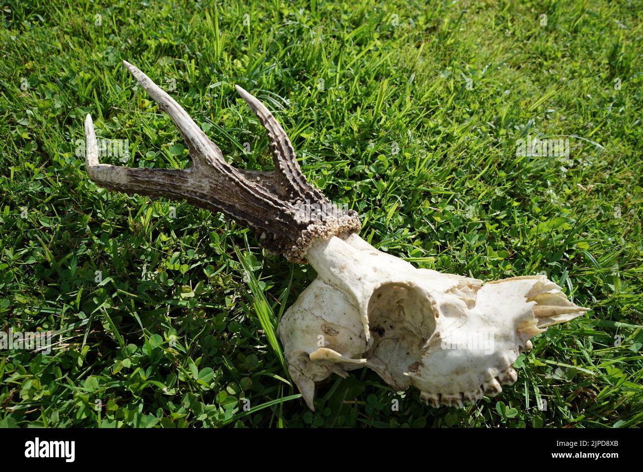 Deer bone for dogs hi-res stock photography and images - Alamy