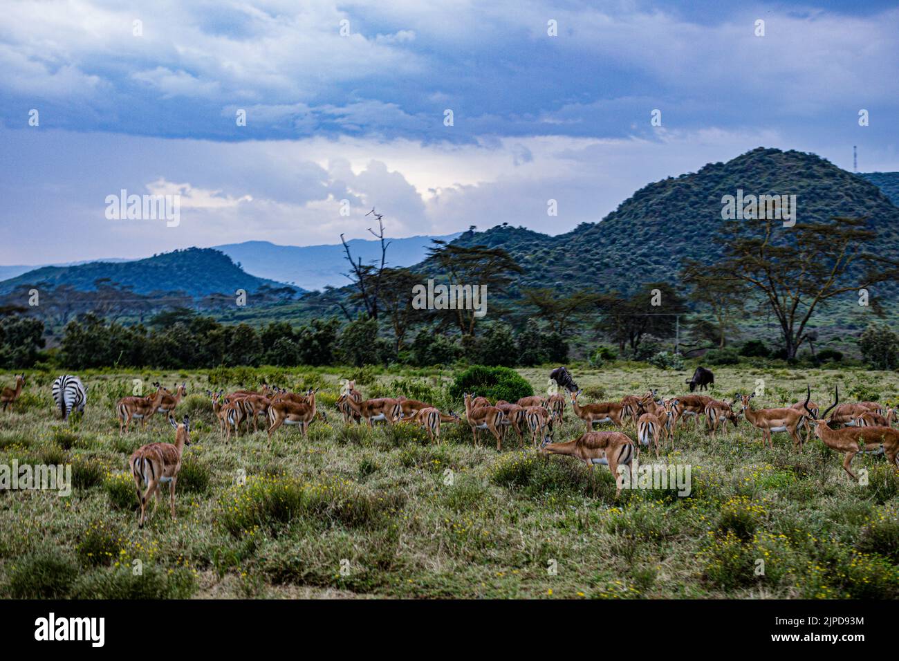 Impala with zebras hi-res stock photography and images - Alamy