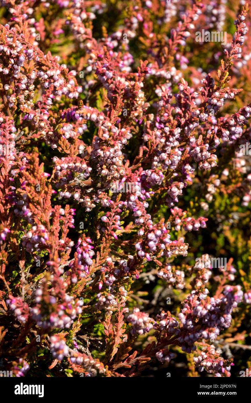 Scots heather scotch ling common calluna vulgaris callunas hi-res stock ...