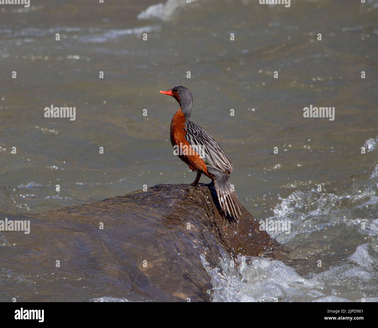 Torrent duck in water hi-res stock photography and images - Alamy