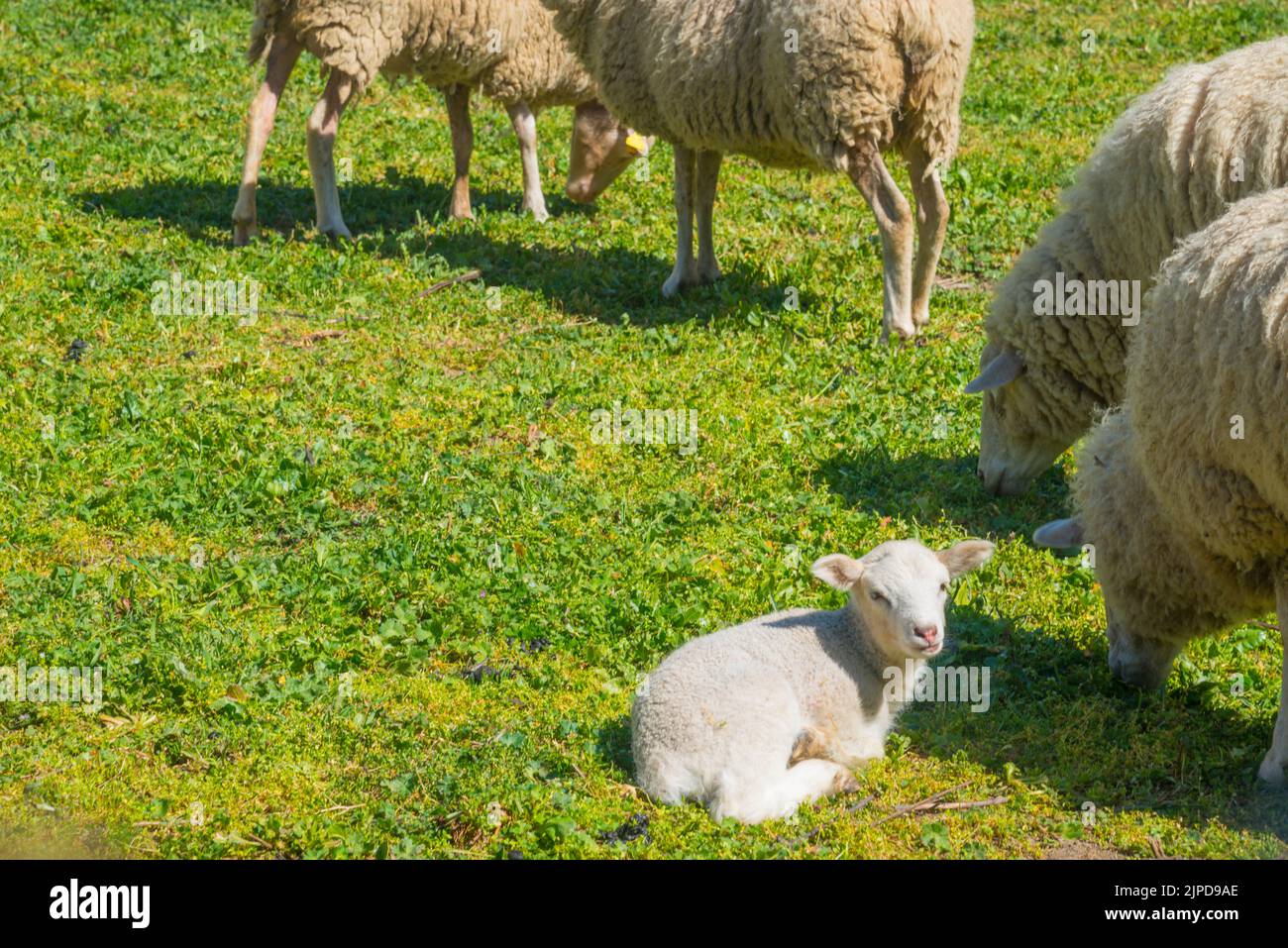 Lamb and flock of sheep Stock Photo - Alamy