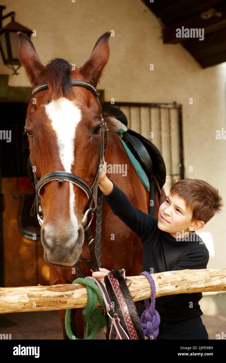 Horse wears bridle hi-res stock photography and images - Alamy