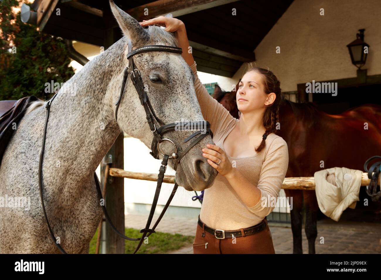 horse, bridle, horses, bridles Stock Photo - Alamy