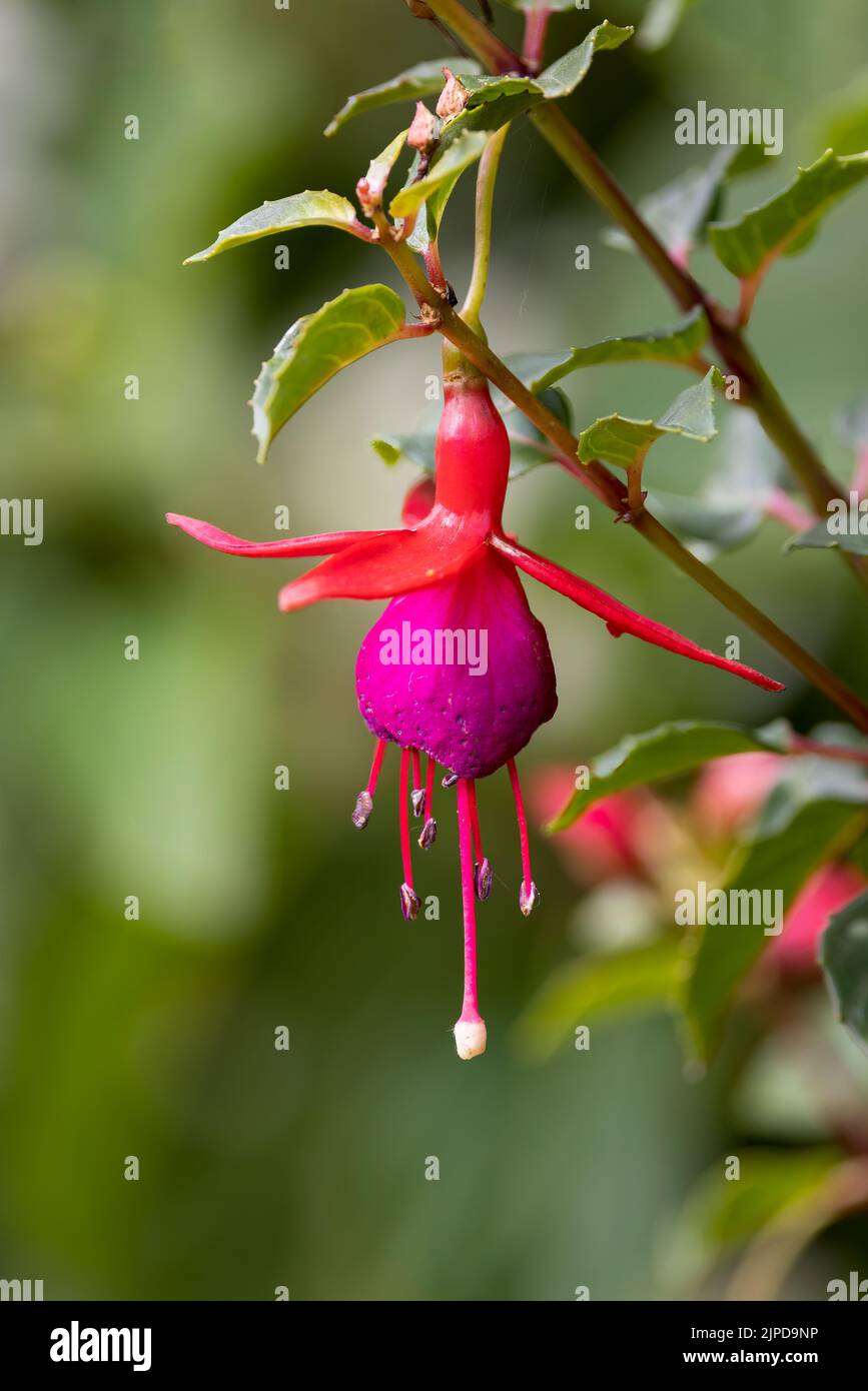 The beautiful cerise pink and mauve flower head of a Fuchsia plant ...