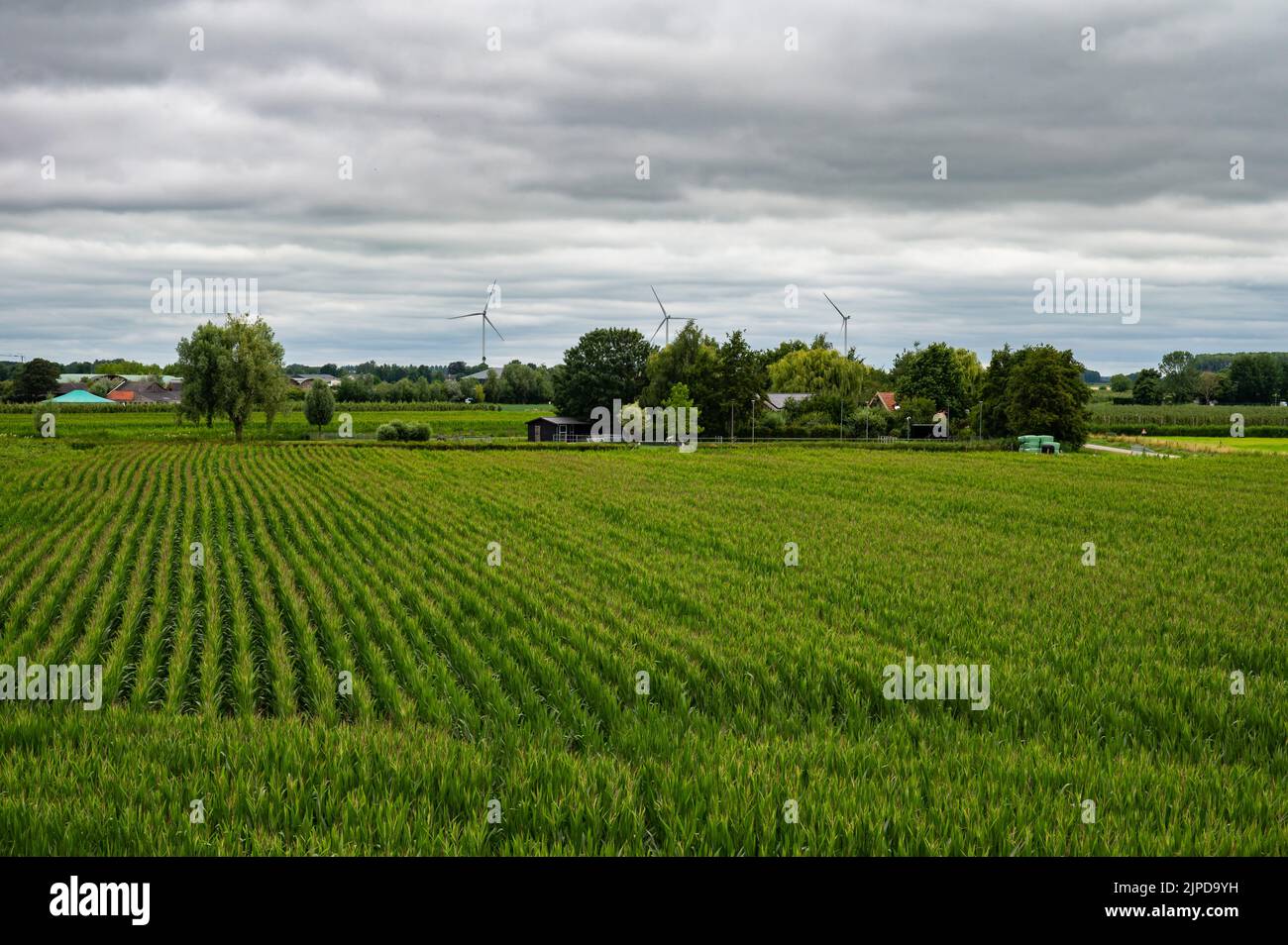 Agriculture field at the Dutch countryside around Ochten, The ...