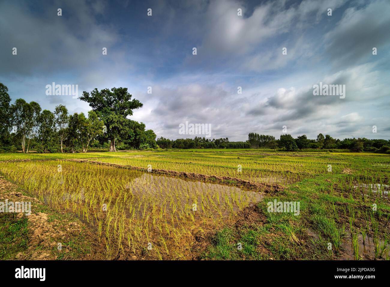paddy, rice cultivation, rice plant, paddies, rice paddy, rice ...