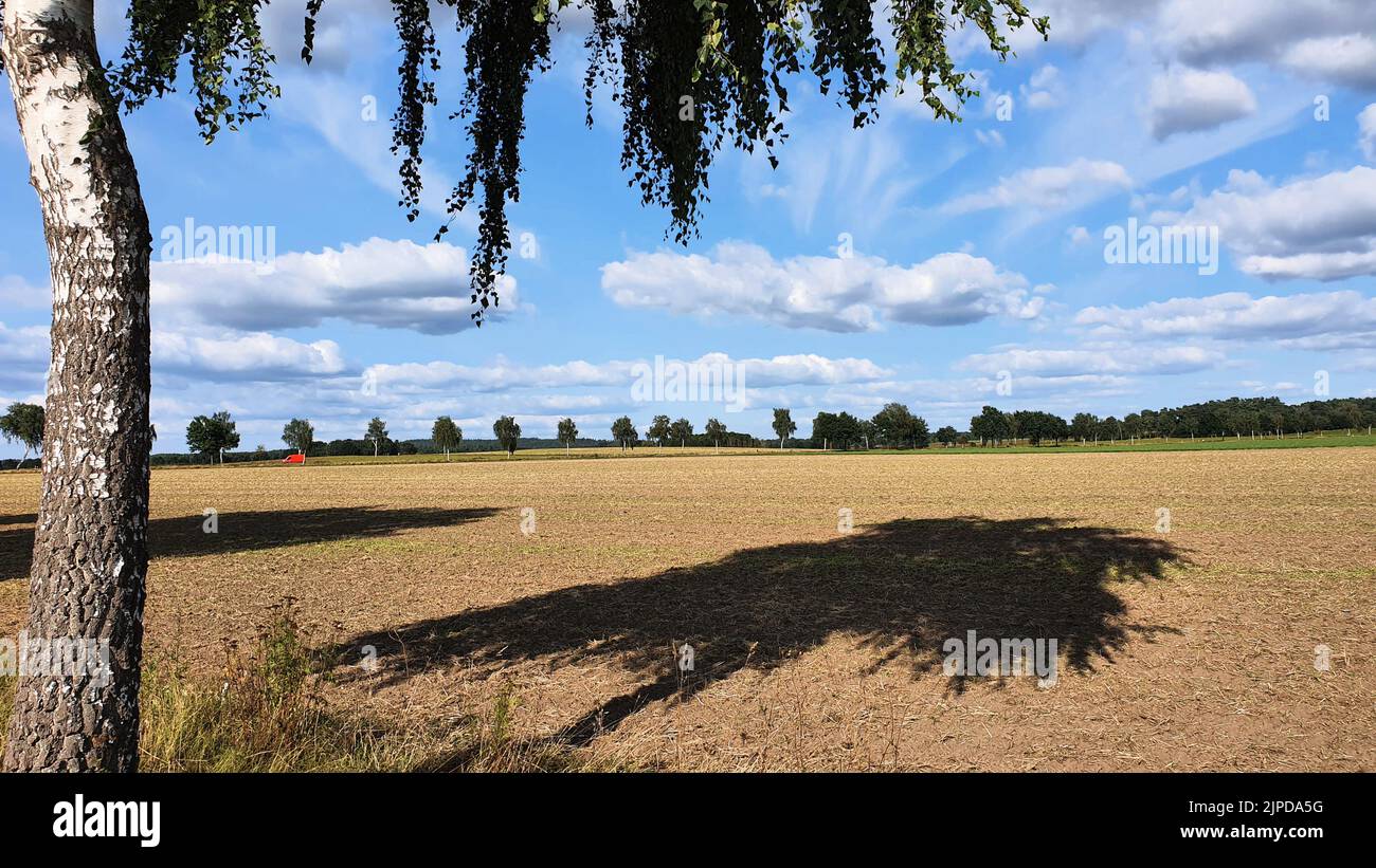 arable, shadow, birch tree, arables, shadows, birch, birch trees Stock ...