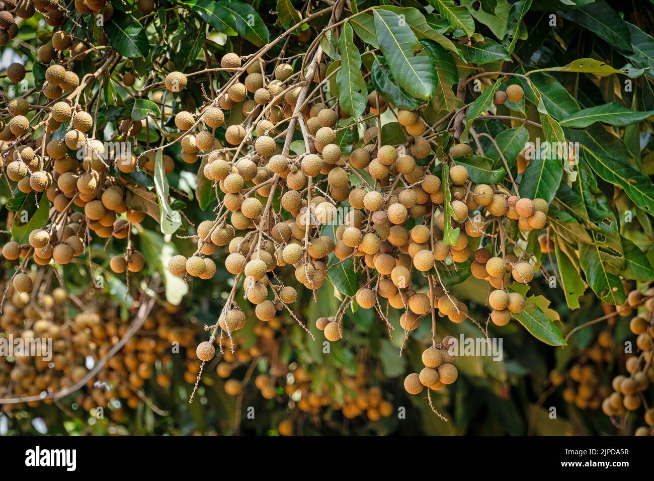 Longan twig hi-res stock photography and images - Alamy