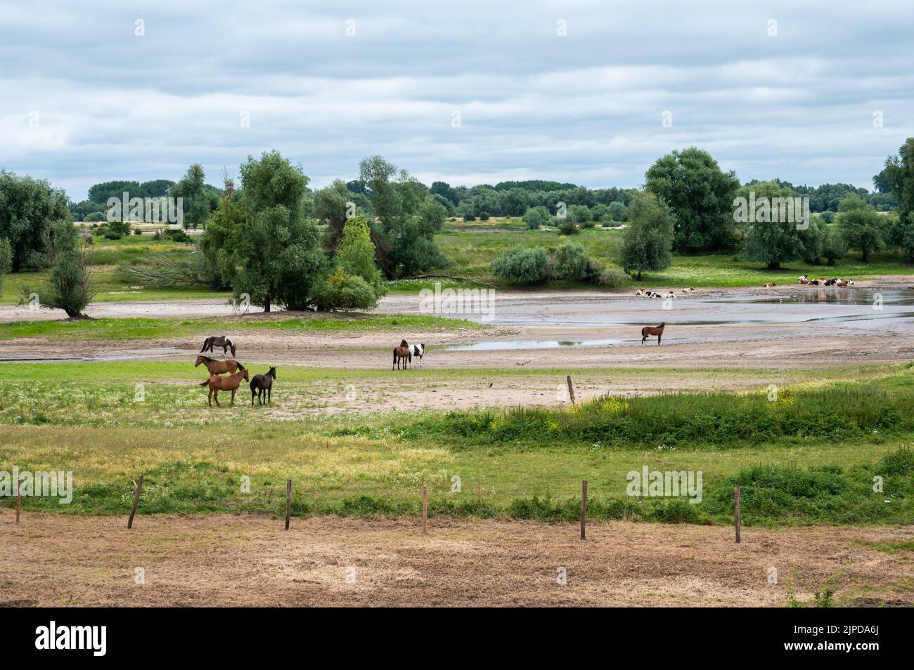 Pasture landscape scene with grazing horses around Passewaaij, The ...