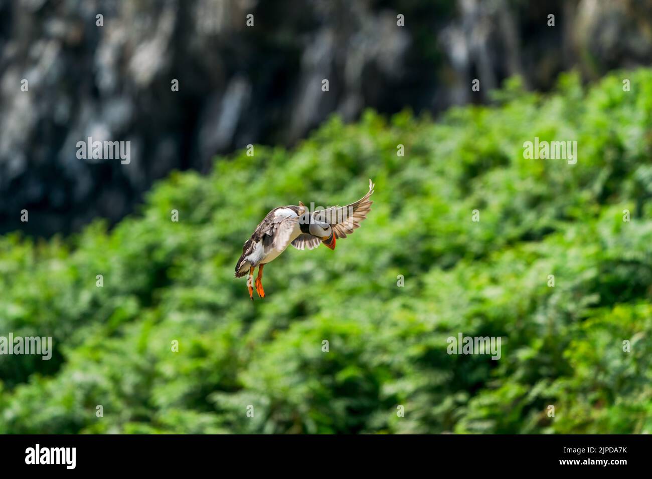 Atlantic puffin (Fratercula arctica) on Skomer Island, Wales Stock ...