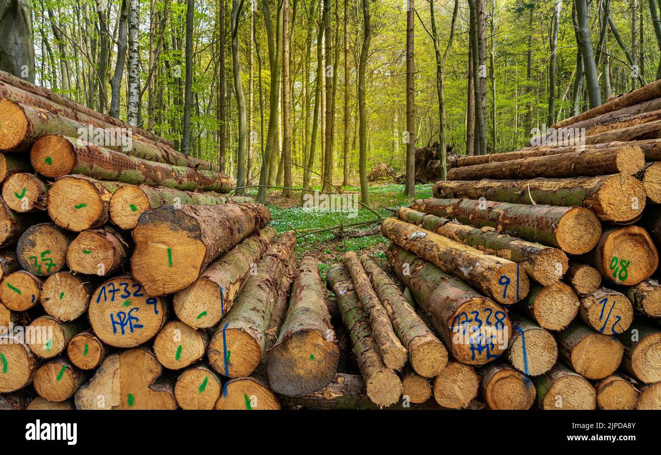 wood pile, tree trunk, forestry, wood piles, trunks, forestries Stock ...