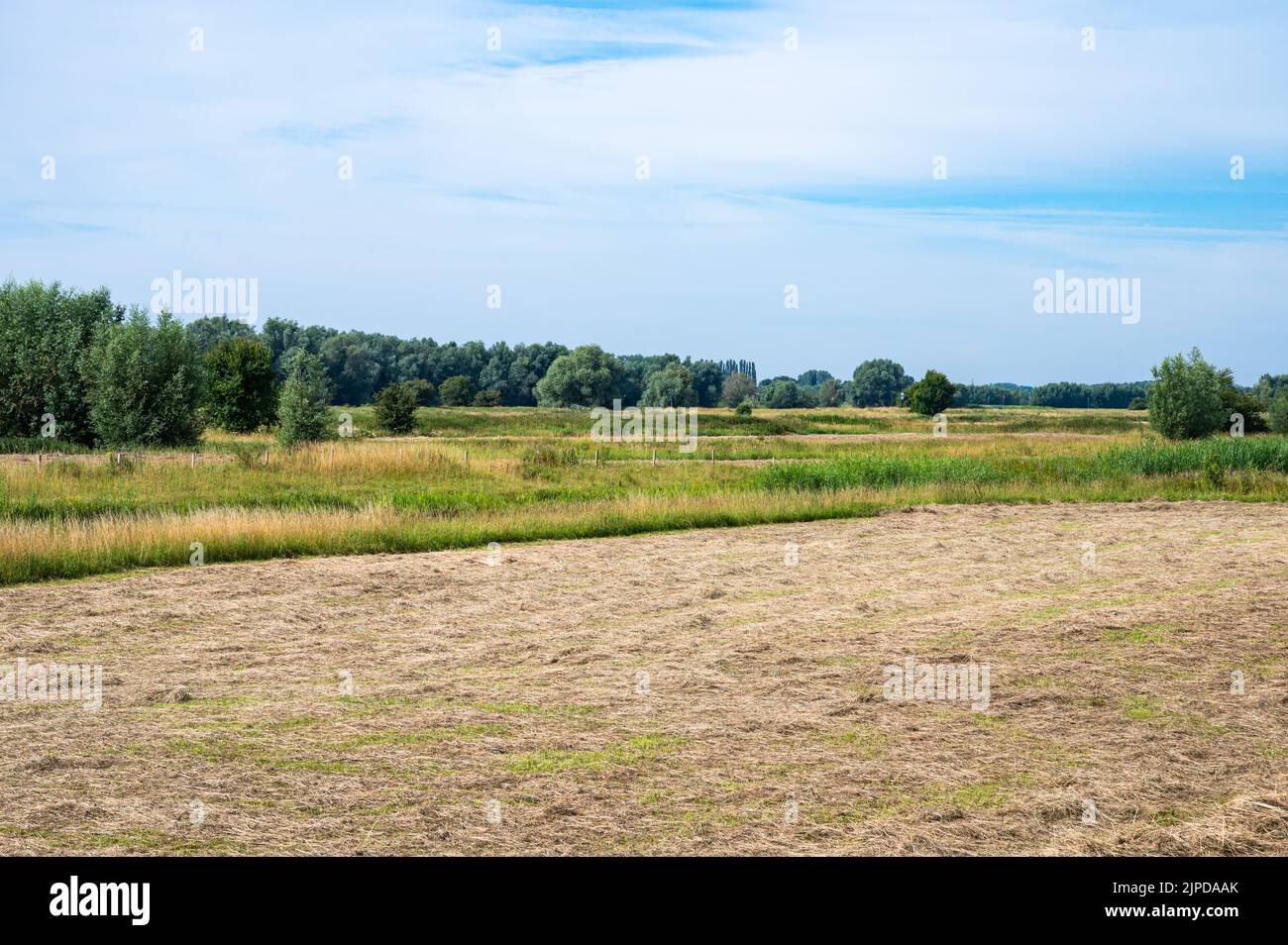 Heather and woods of the Veluwe nature reserve during hot dry summer ...