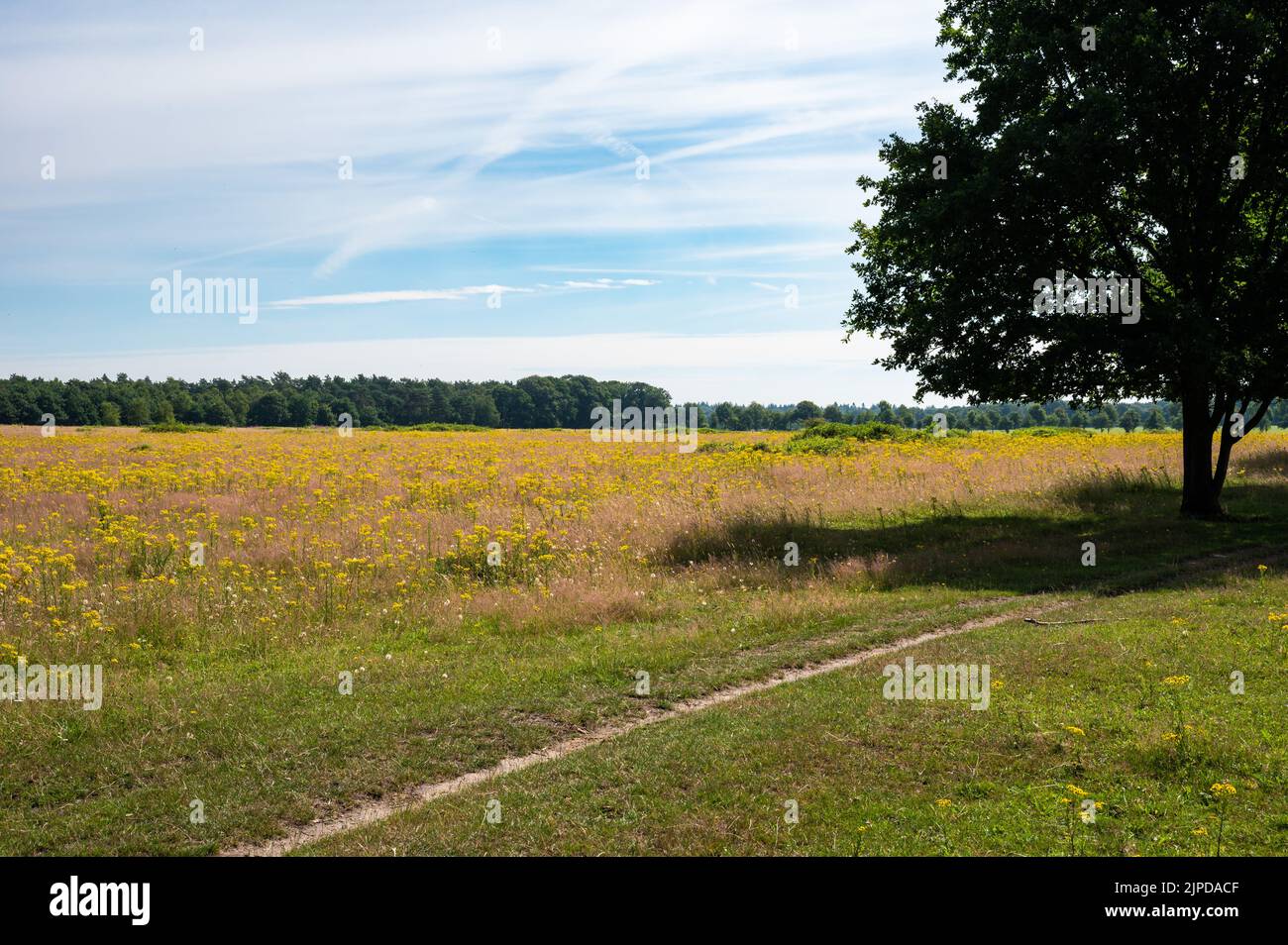 Heather and woods of the Veluwe nature reserve during hot dry summer ...