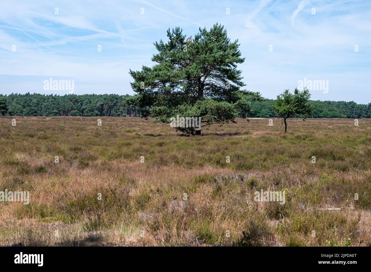 Heather and woods of the Veluwe nature reserve during hot dry summer ...