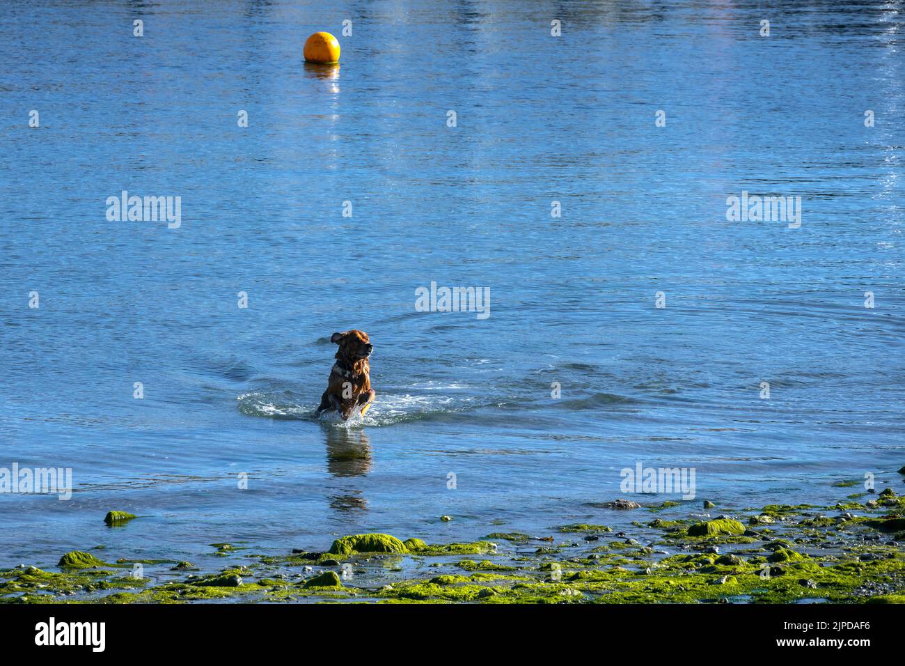 Wetting dog hi-res stock photography and images - Alamy