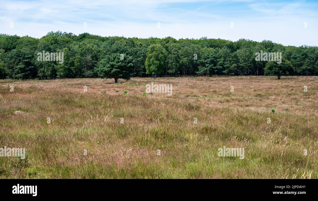 Heather and woods of the Veluwe nature reserve during hot dry summer ...