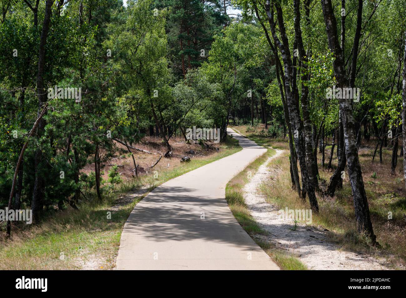 Heather and woods of the Veluwe nature reserve during hot dry summer ...